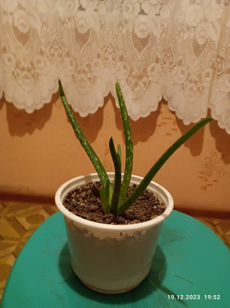 Цветы комнатные,перерония