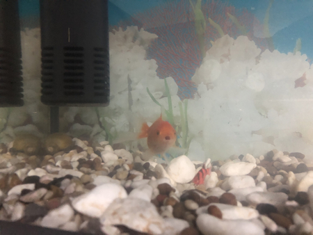 35 litrli akvarium ozmiza ishlatganmiz