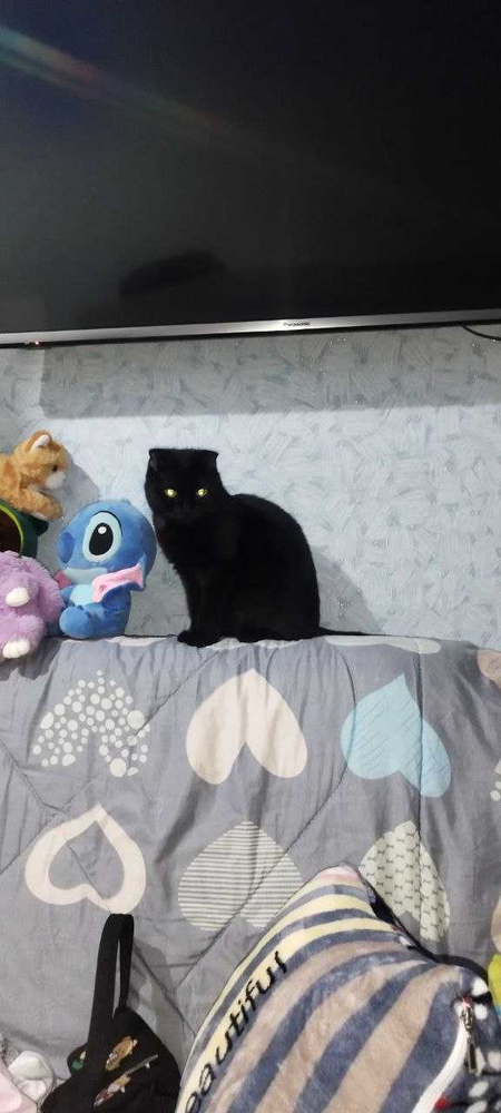 Скоттиш фолд. СРОЧНО.