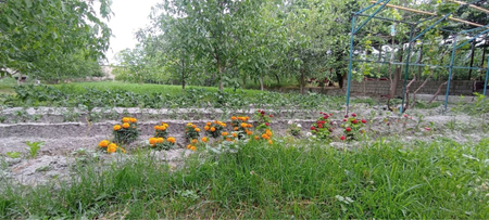Samarqand dacha.