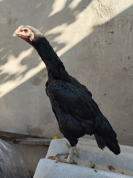Ganoya karis makiyon 1 tule boladi 8 oyli boʻladi