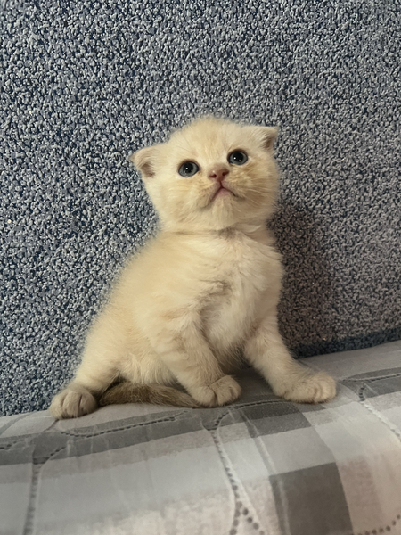 Zoti: Scottish fold