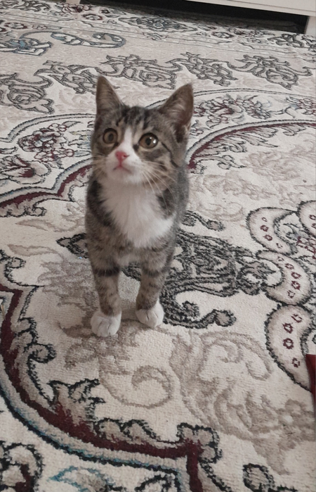 Котёнок 2,5 месяца