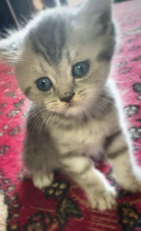 Котёнки 1 месяцев Шотландская вислоухая и Сиамская