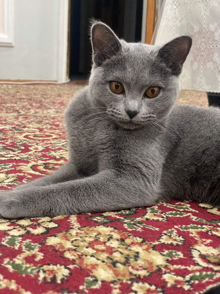 Mushuk sotiladi oladiganlar tel