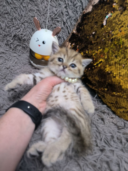 Шикарные крупные малыши