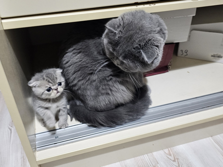 Мальчик  Скотиш Фолд