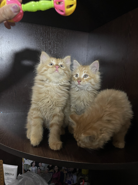 Котята мальчика