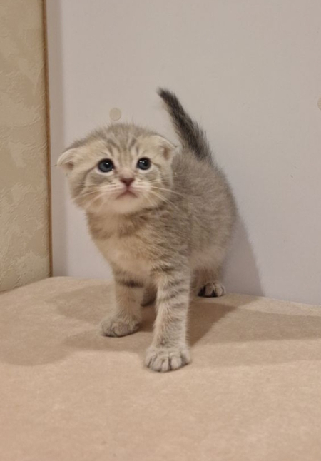 Шотландские золотая шиншилла