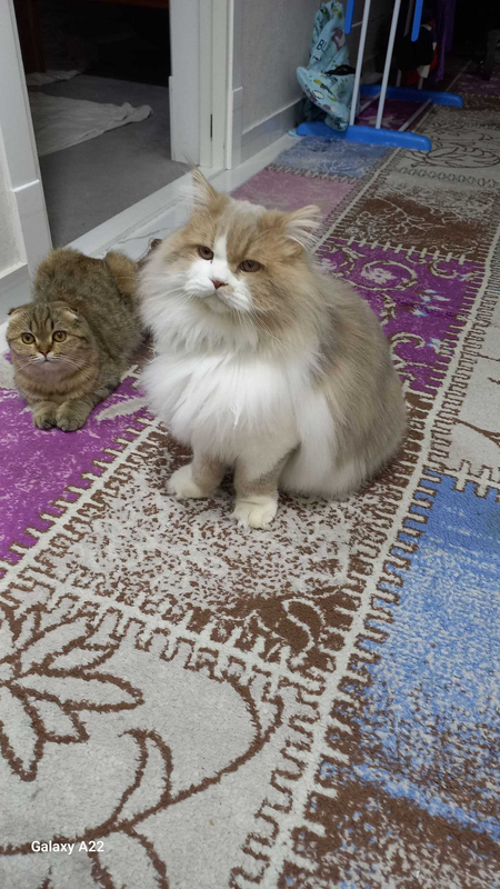Кошка хелант страйт