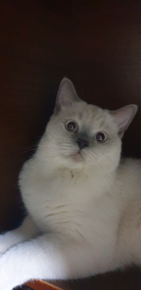 Скоттиш страйт
