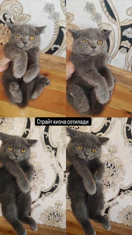 Продам девочек фолд страйт