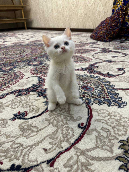 Mushuk bolalari sotiladi