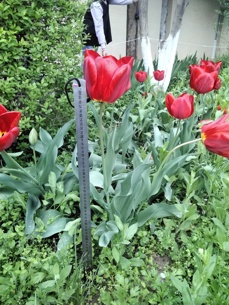Galland lola piyozi
