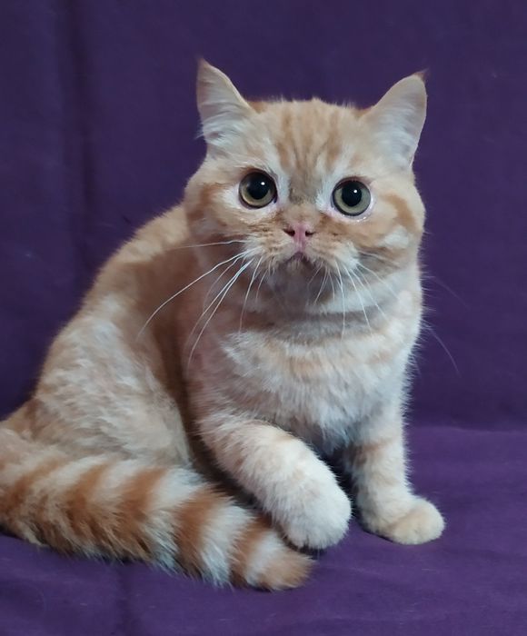 Чудесный мальчик скотиш страйт