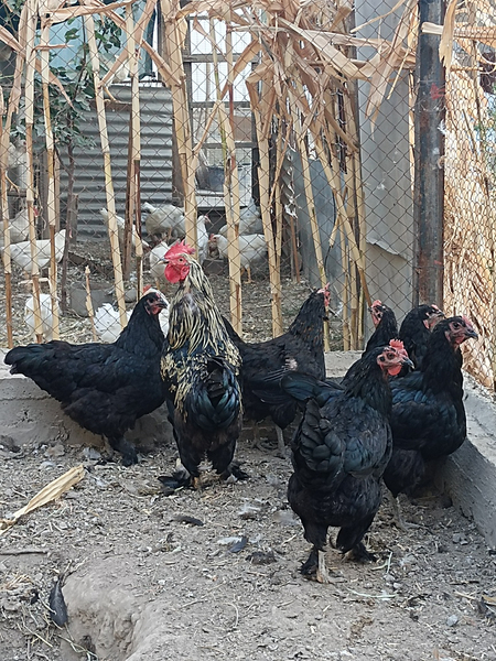 Yosh tovuqlar sotiladi. Qora shaxzoda brama zotlari sog'lom