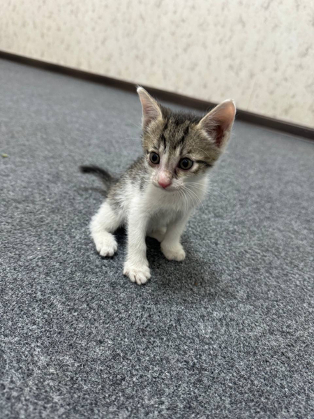 Котята в хорошие руки