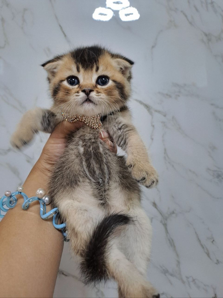 Шикарные котята от правильной вязки