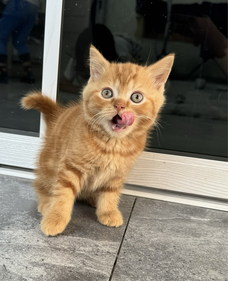 Котенок скотиш страйт