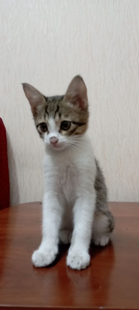 Котёнок отдам даром