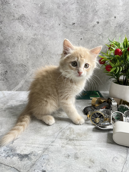 Котята скоттиш страйт парода продается