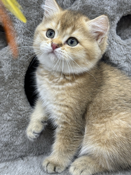 Котенок Британский