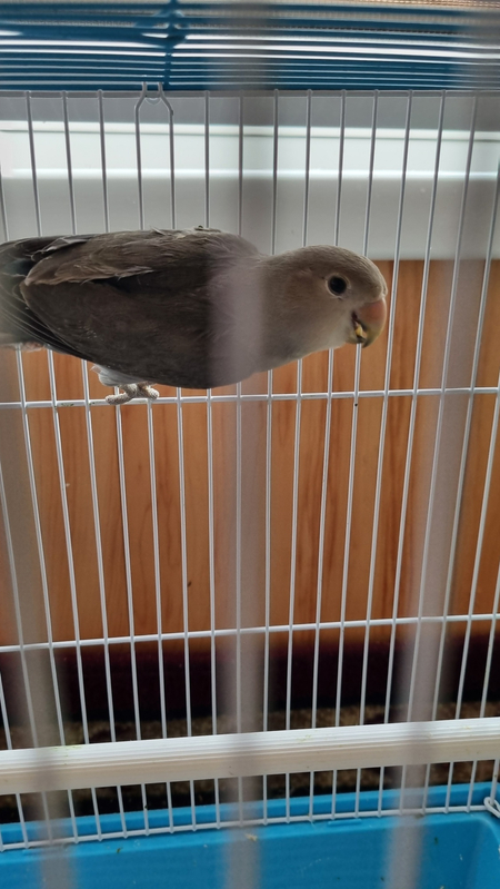 Nerazlushka Maska opaline
