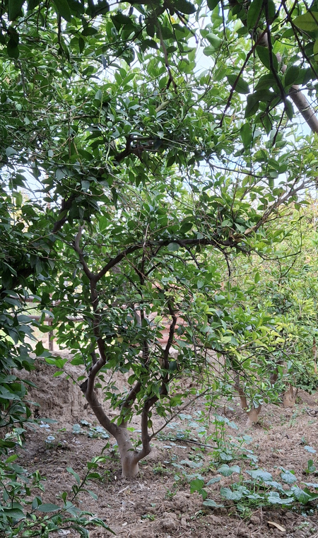 Limon daraxtlari sotiladi