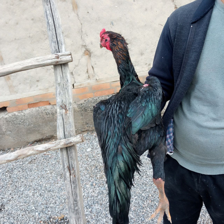 5 kg lik horoz sotiladi fevral jojasi