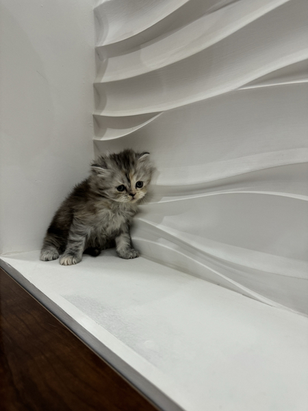 Котята скотишфолд