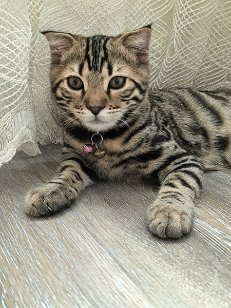 Mushuk Bengal+Fold