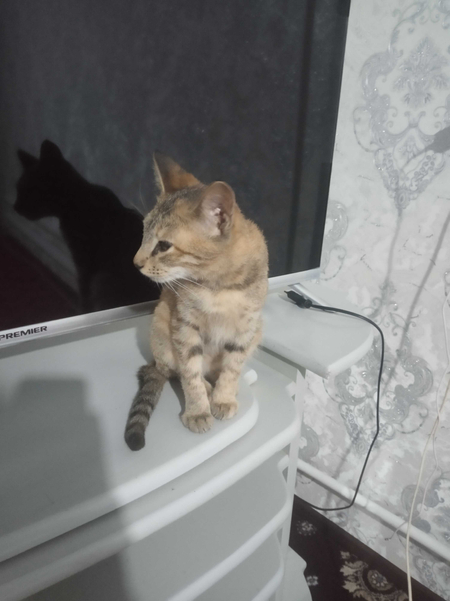 Mushuk bolasi beriladi в добрые руки