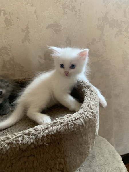 Котята скоттиш фолд и скоттиш страйт