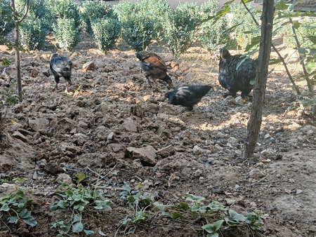 Toʻvular  va   Xoroz   Sotiladi