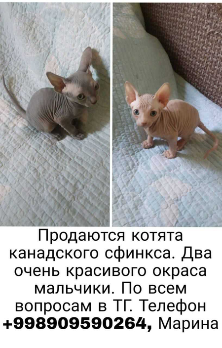 Здравствуйте продаются котята породистые