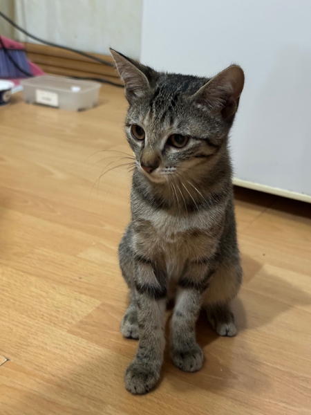Кошка/котенок даром в добрые руки