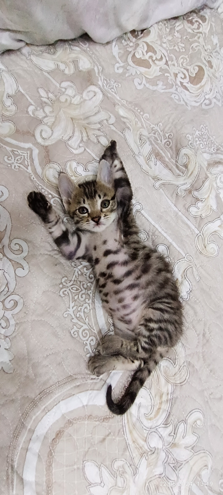 Котёнок полупородистый в добрые руки