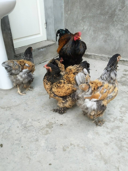 Brama tuxmlari bor O'ziniyam sotaman