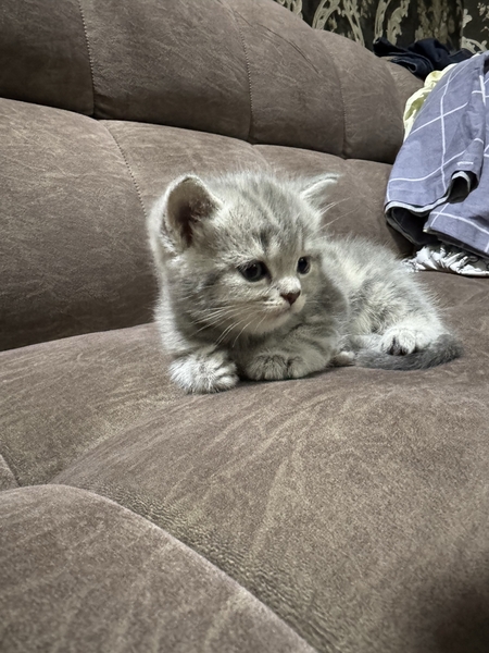 Котята британские. Британский мушукчалар