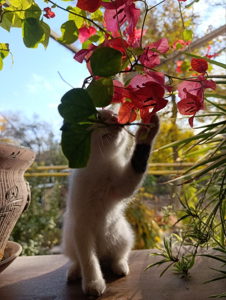 Отдается котёнок