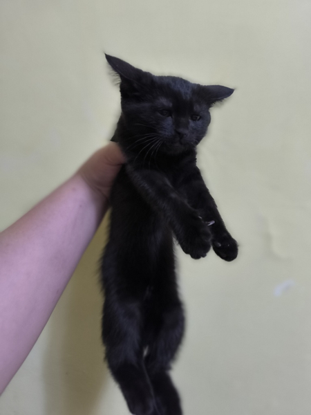 Отдам котят в добрые руки