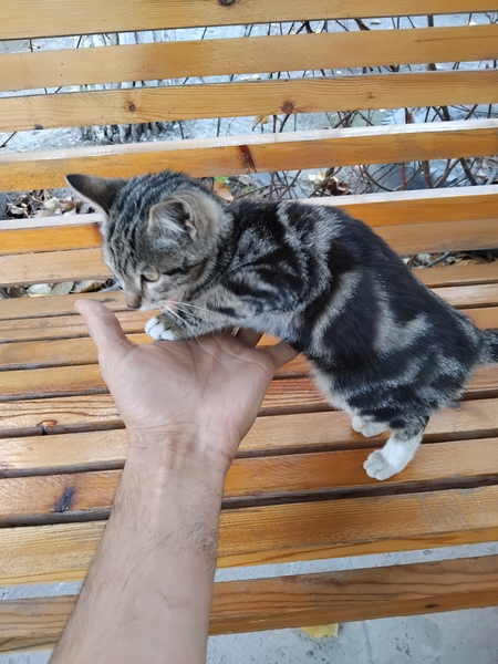 Сотилади мушик боласи