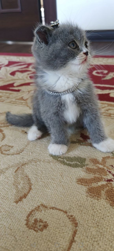 O'g'il mushuk. Scottish fold 2 oy

Toshkent, yangihayot