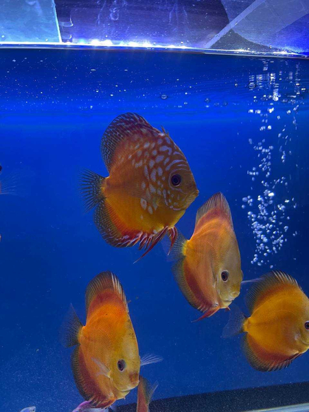 Discus, Fish, аквариумистика, Дискуси