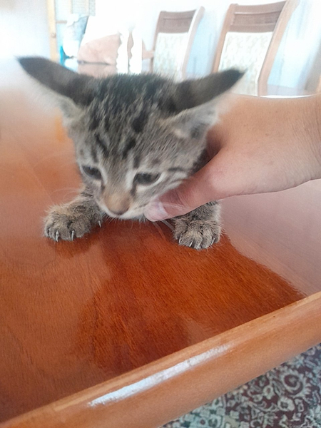 Отдам даром домашний котенок