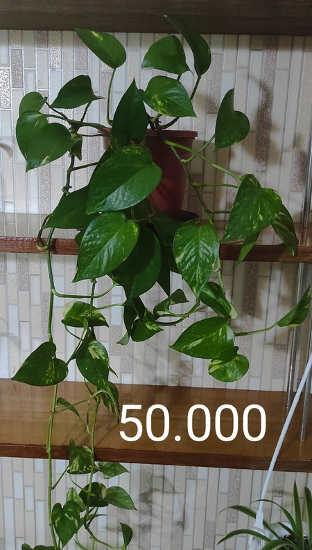 Комнатные растения по 50.000