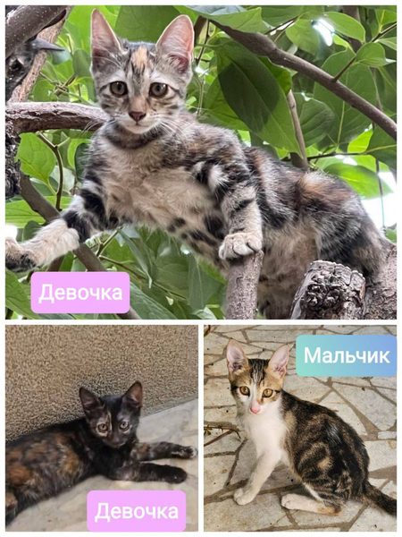 Котята! Отдам котят