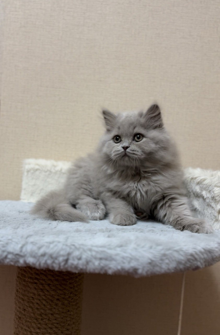 Чистокровные котята британской породы!