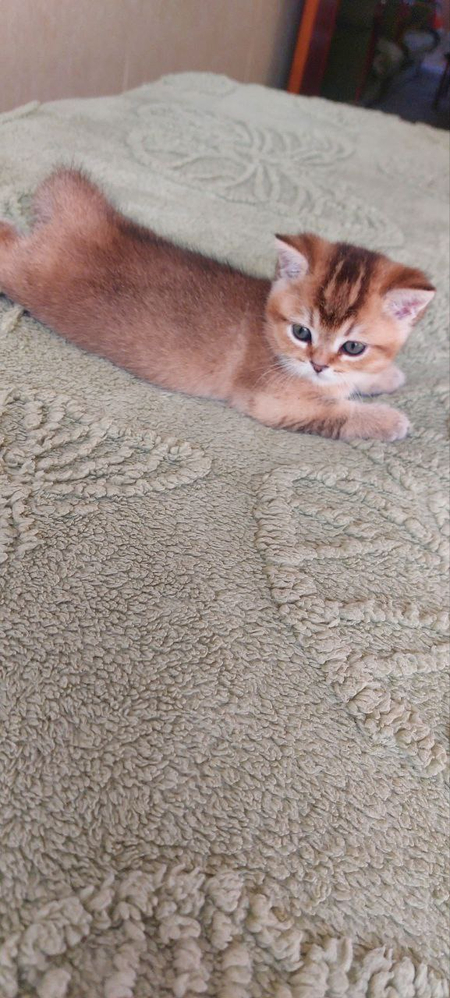 Котёнок прадаётса