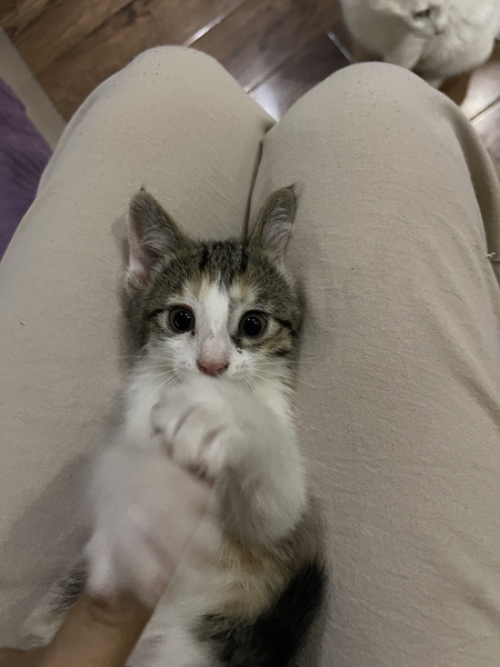 Котанок в добрые руки
